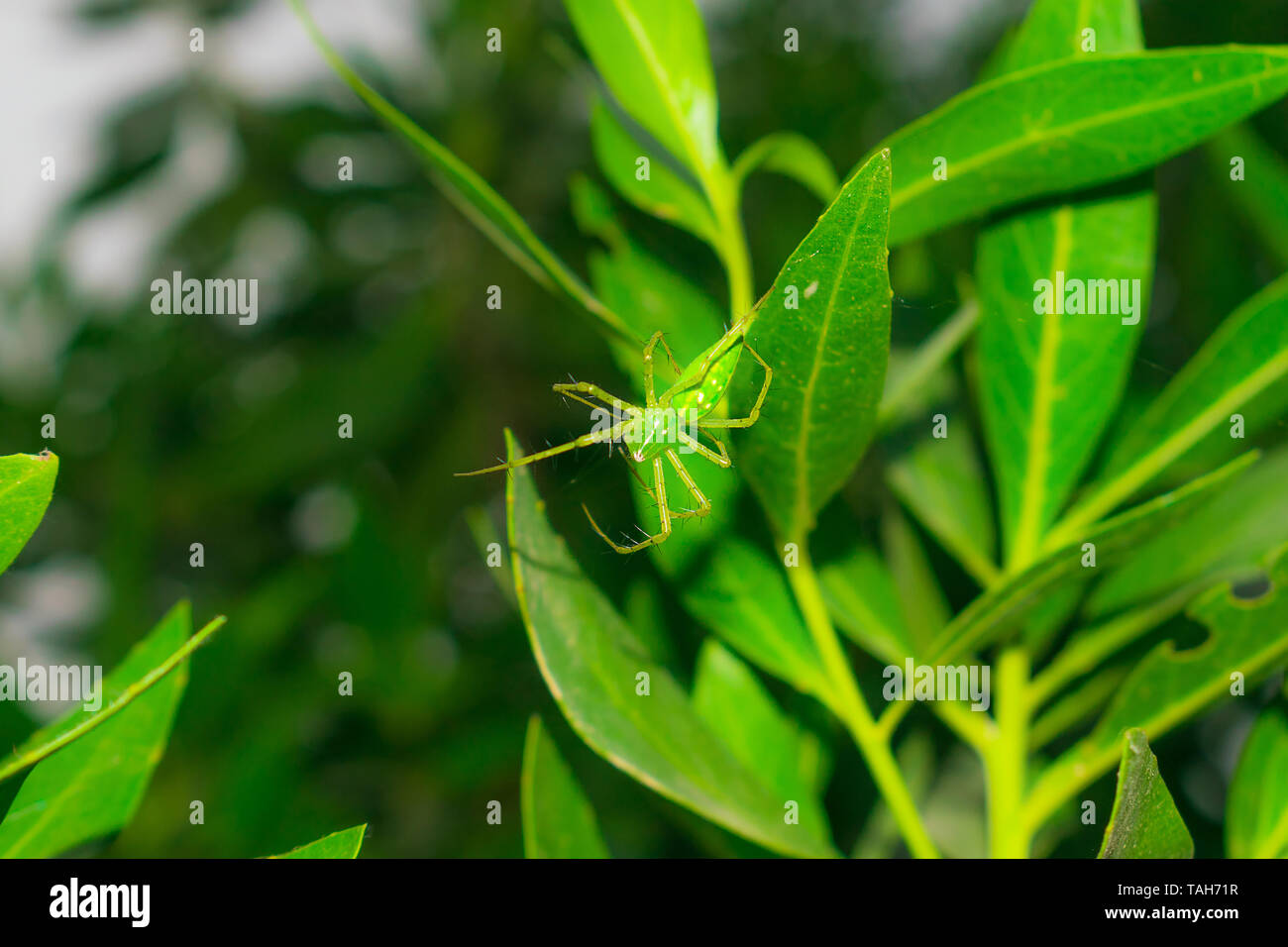 Spider hanging thread hi-res stock photography and images - Alamy