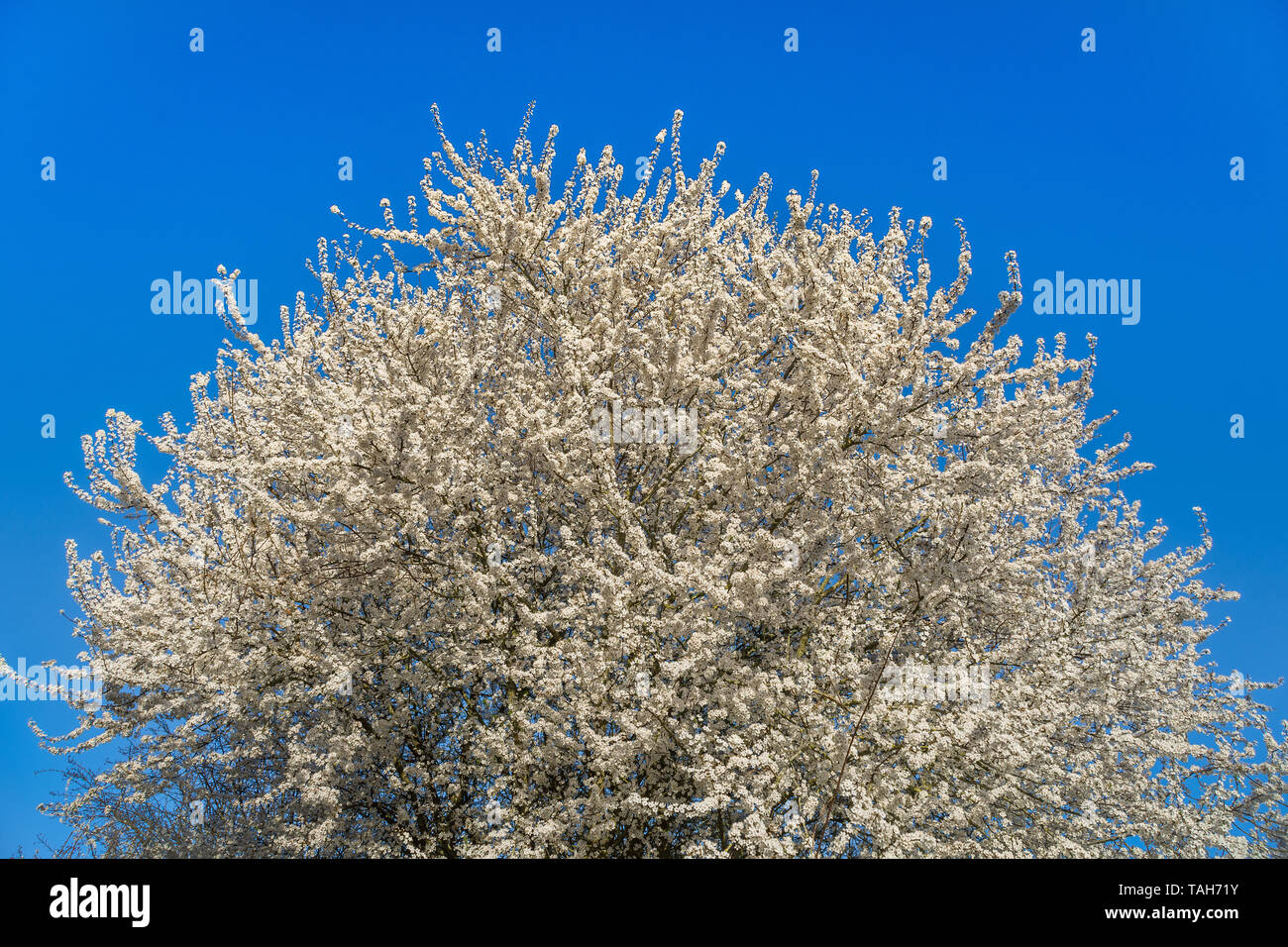 Hawthorn "May" blossom Stock Photo - Alamy