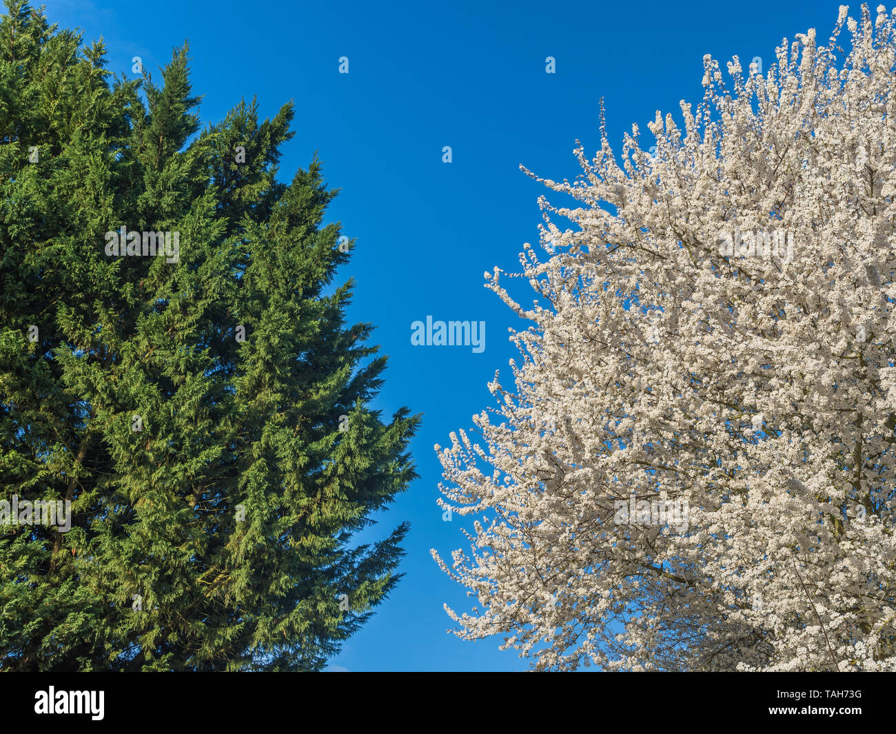 Hawthorn tree blossom hi-res stock photography and images - Alamy