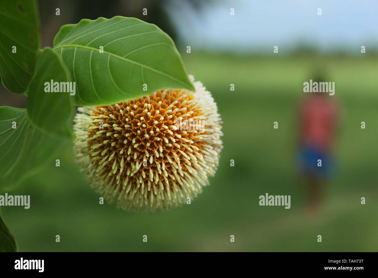The Kadam flower, Anthocephalus cadamba blooms during the rainy season ...