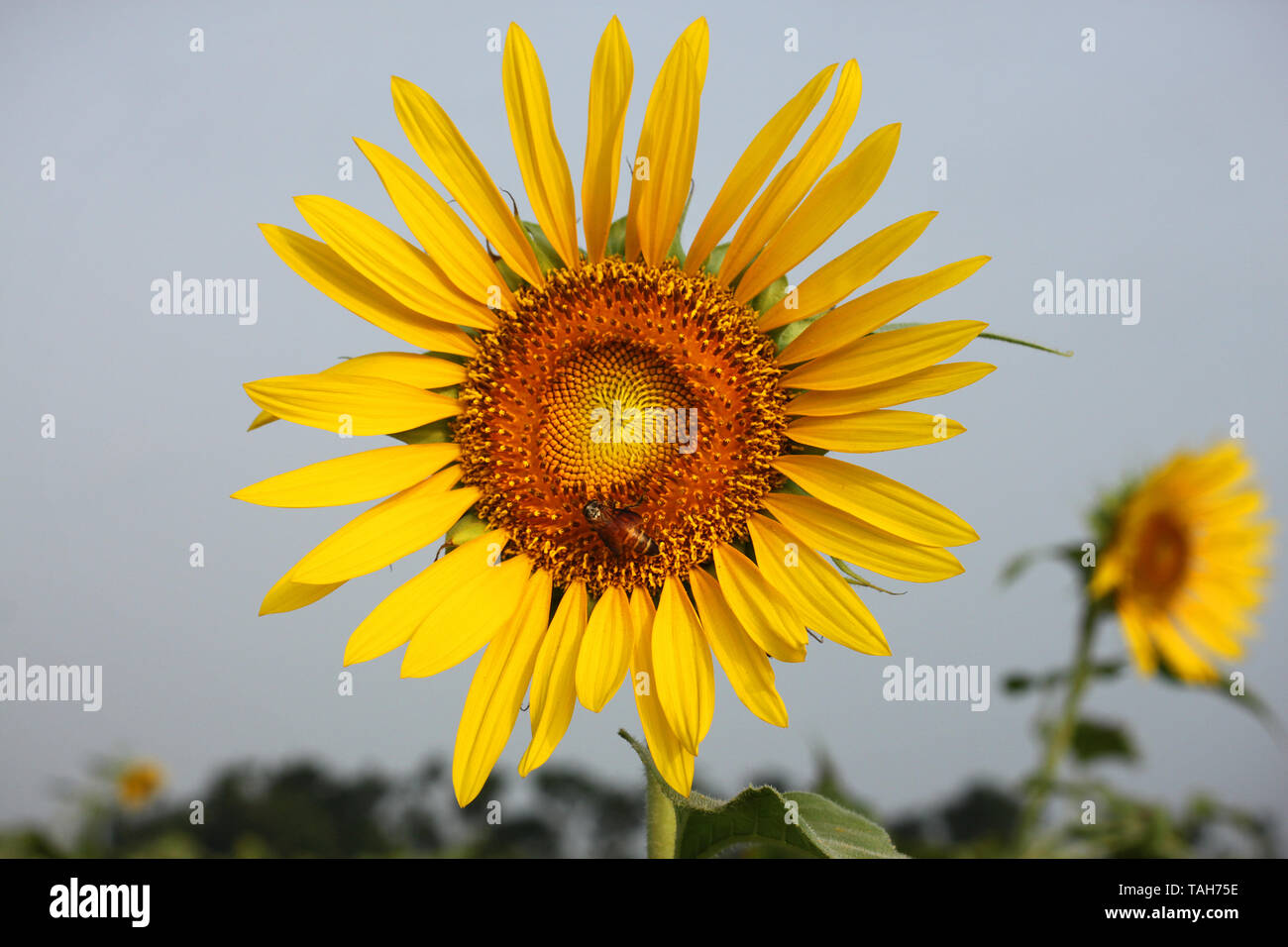 Bangladesh sunflower hi-res stock photography and images - Alamy