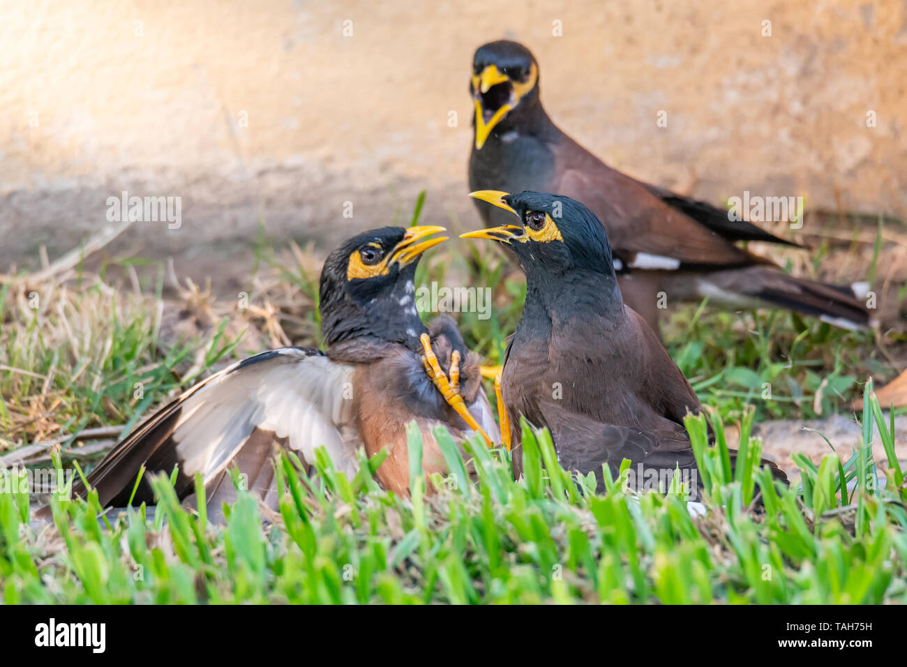 Common mynas hi-res stock photography and images - Alamy