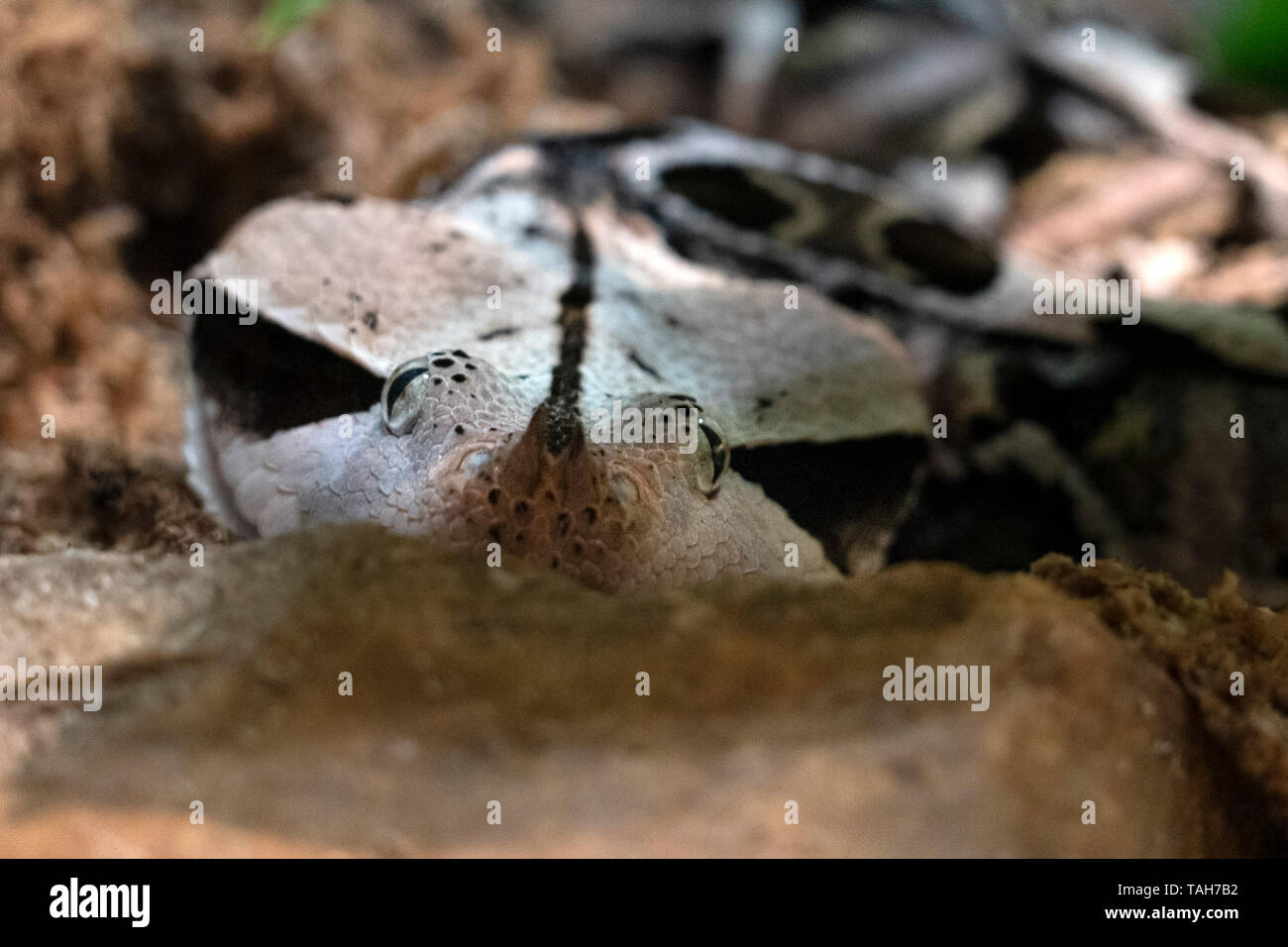 west african gaboon viper snake close up Stock Photo - Alamy