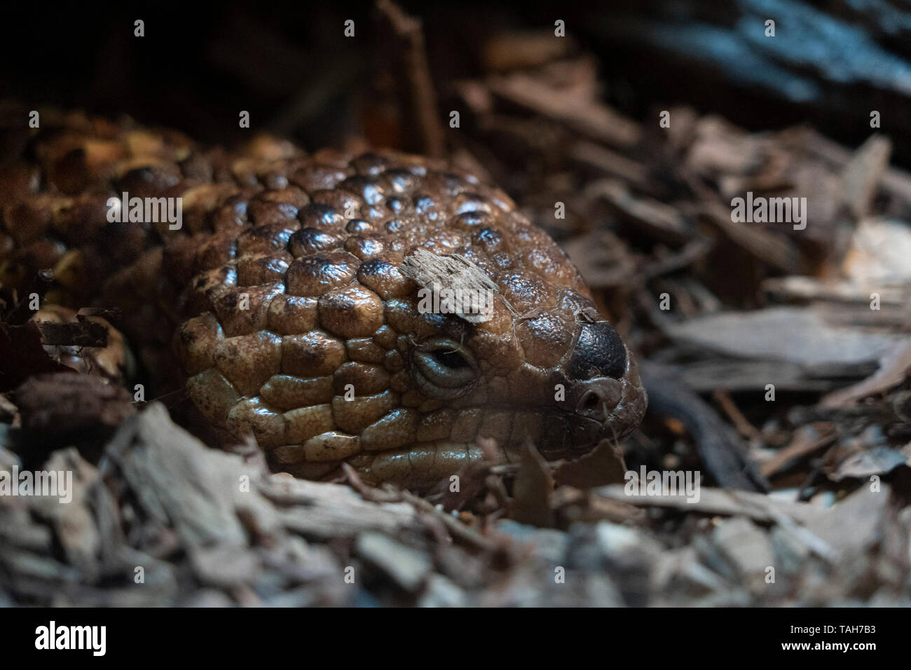 shingleback skink close up portrait Stock Photo - Alamy