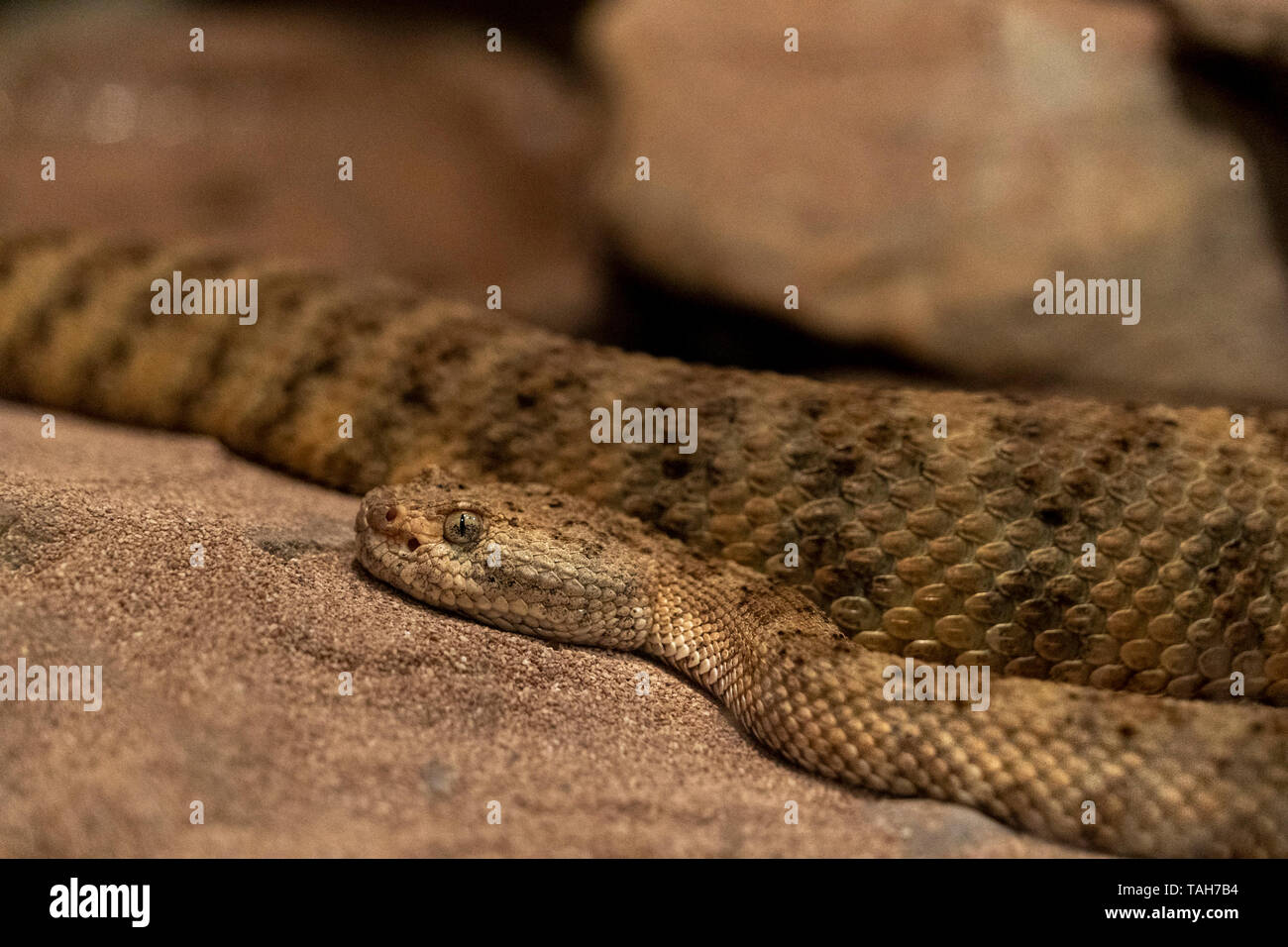 Panamint rattlesnake crotalus stephensi hi-res stock photography and ...