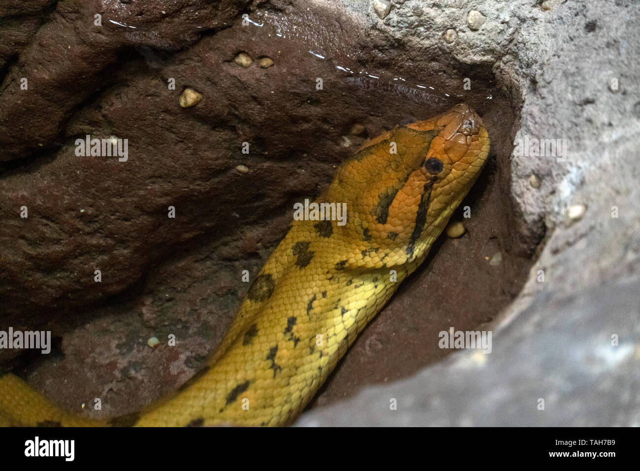 Amazon rainforest peru anaconda hi-res stock photography and images - Alamy