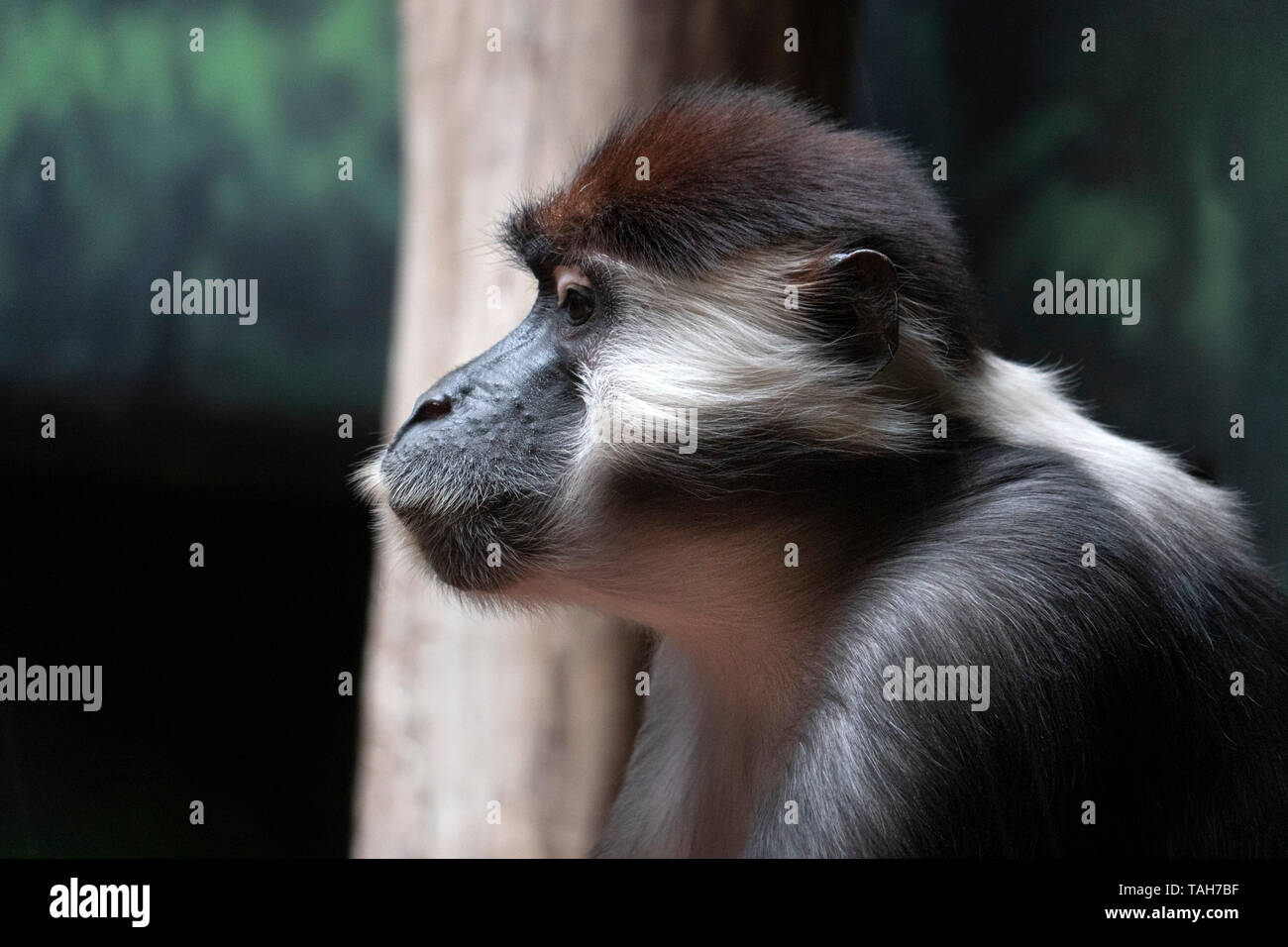 Collared mangabey zoo hi-res stock photography and images - Alamy