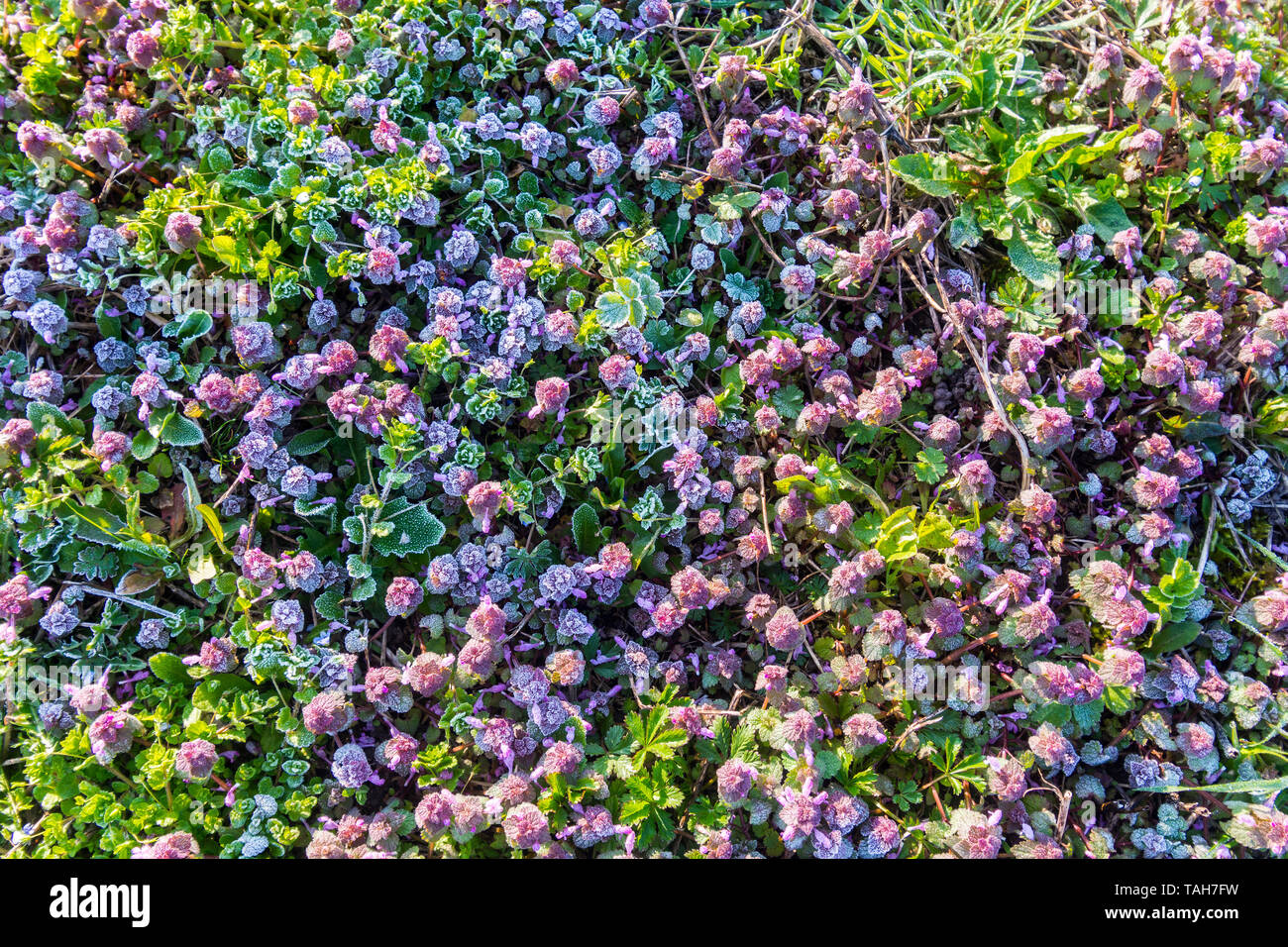 Roadside weeds hi-res stock photography and images - Alamy