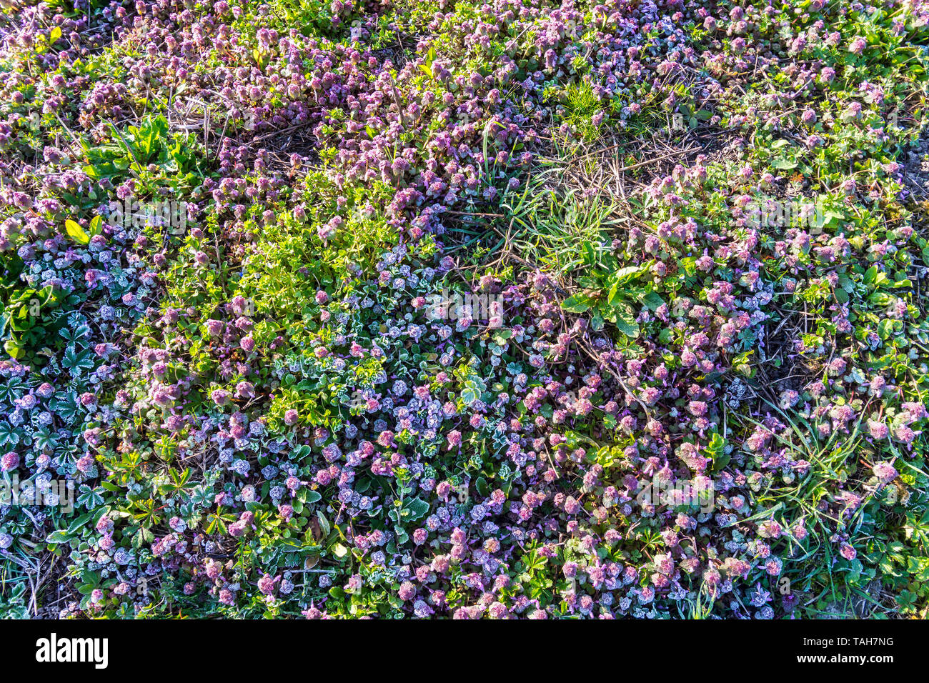 Roadside weeds hi-res stock photography and images - Alamy