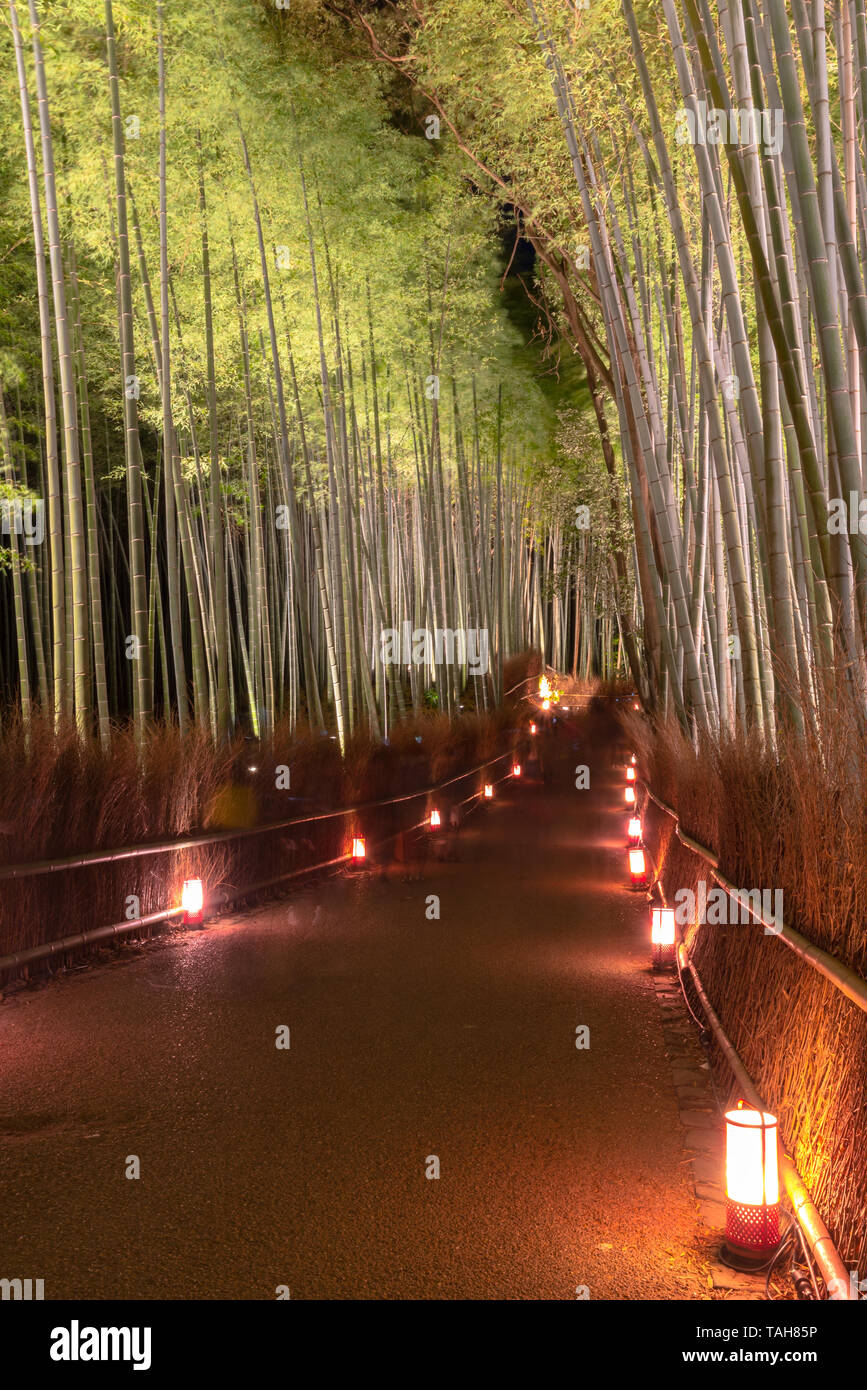Arashiyama Bamboo Grove Zen garden light up at night, a natural forest ...