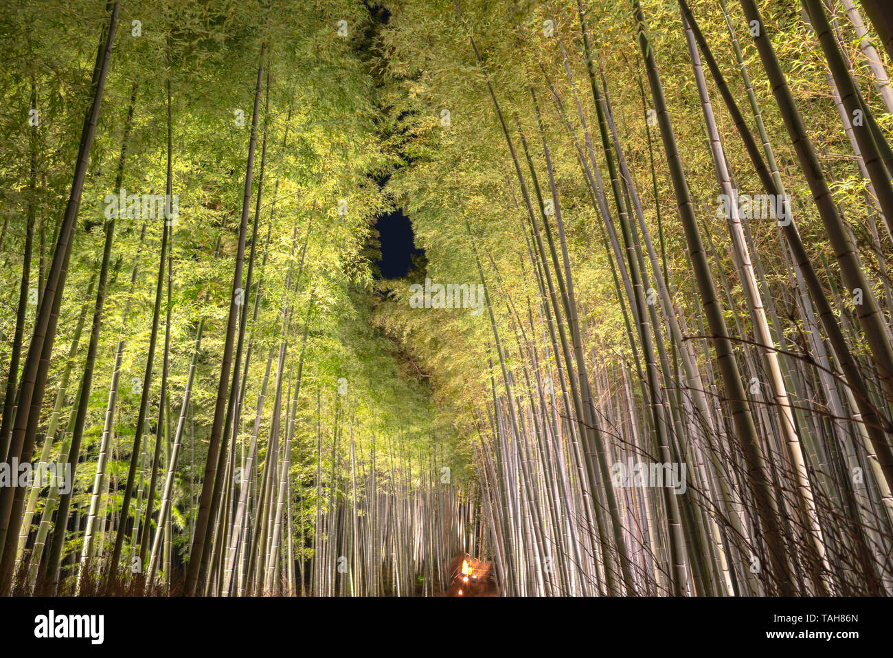 Arashiyama Bamboo Grove Zen garden light up at night, a natural forest ...