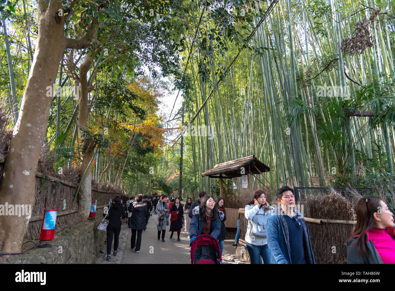 Tourists walking through Arashiyama Bamboo Grove Zen garden, a natural ...