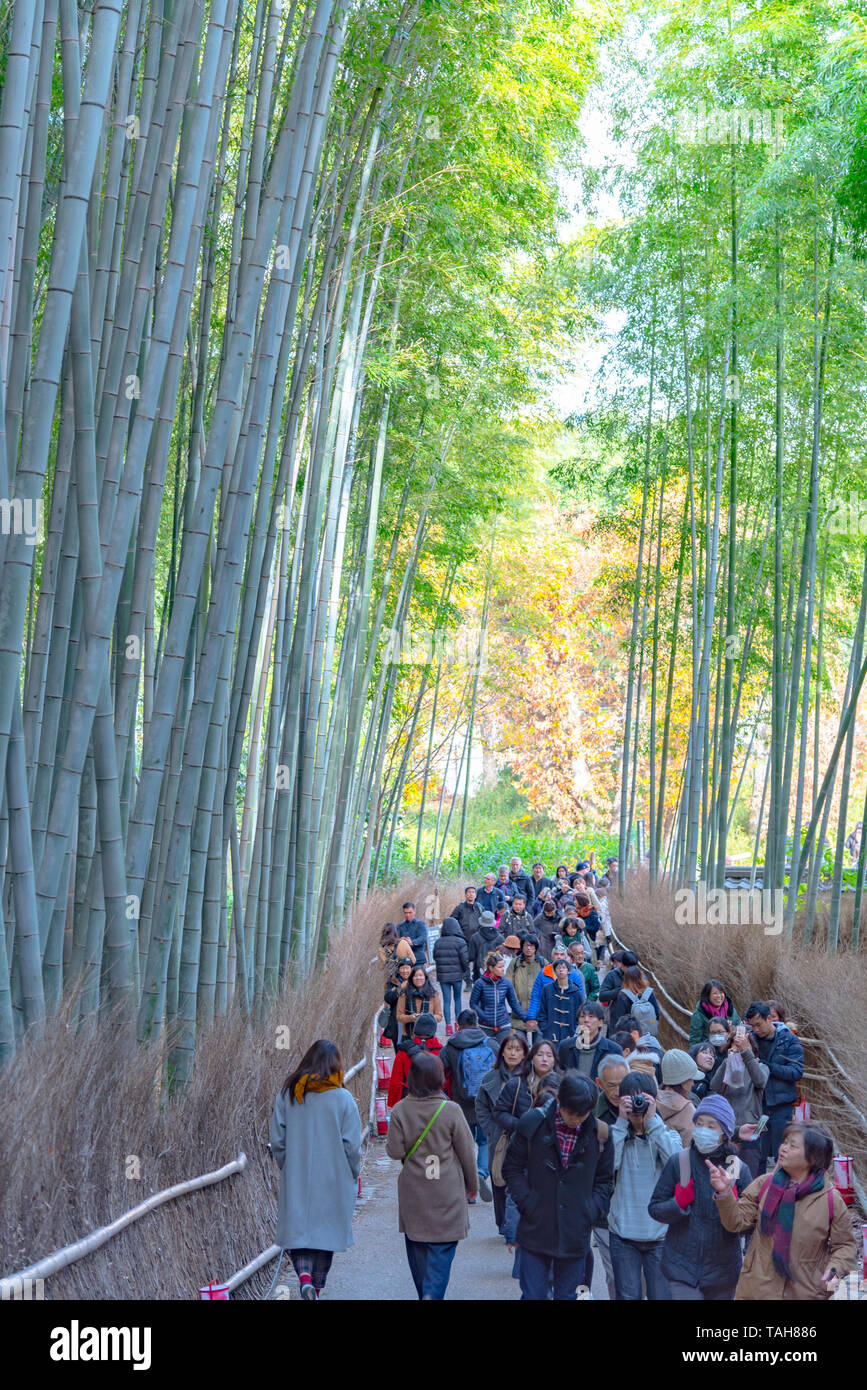Tourists walking through Arashiyama Bamboo Grove Zen garden, a natural ...