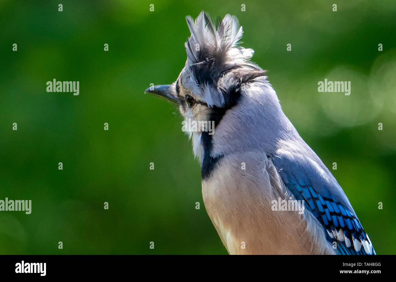 Puffed up hi-res stock photography and images - Alamy