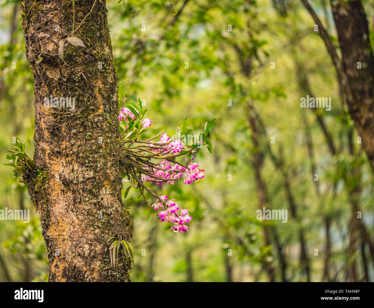 Names Of Indian Trees
