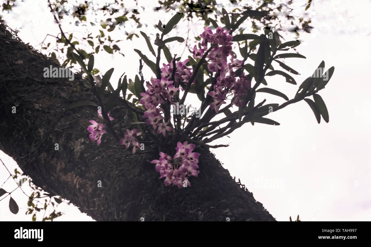 Sikkim tree hi-res stock photography and images - Alamy