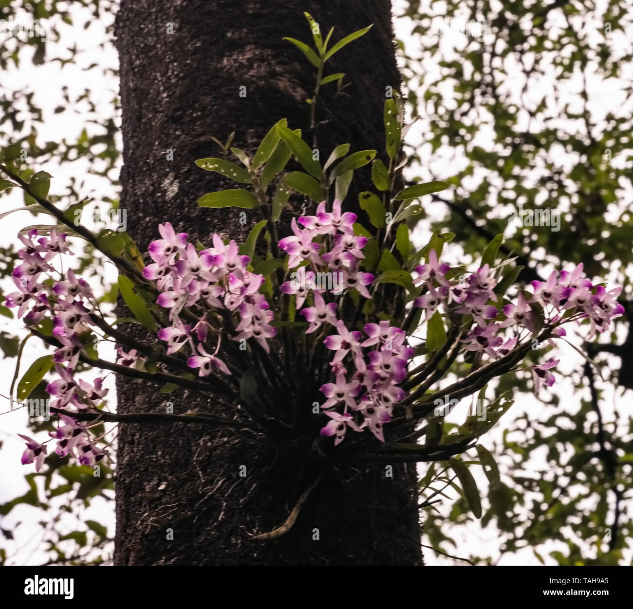 Sikkim orchid hi-res stock photography and images - Alamy