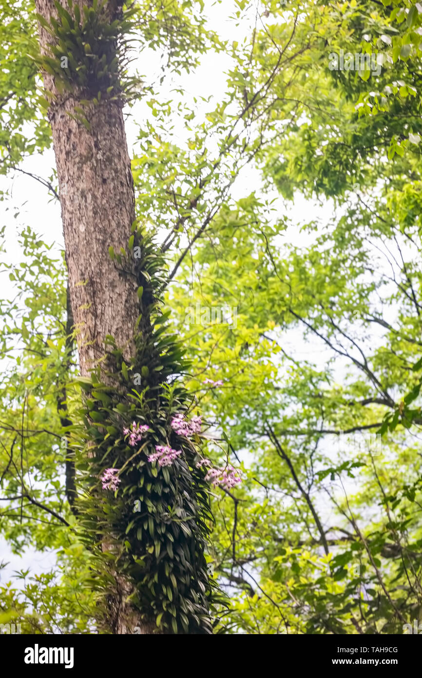 Sikkim tree hi-res stock photography and images - Alamy