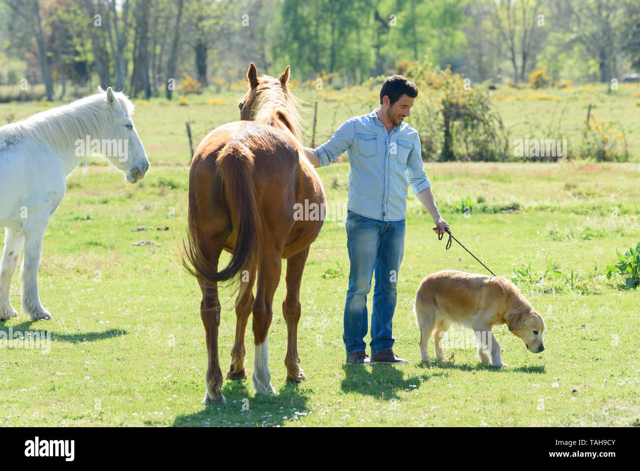 man calming horse with a stroke Stock Photo - Alamy