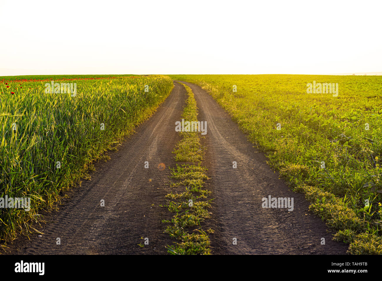 Country road among farm fields Stock Photo - Alamy