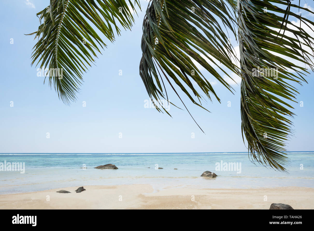 Close-up Of Palm Leaves Of A Tree Over The Sandy Idyllic Beach Stock ...