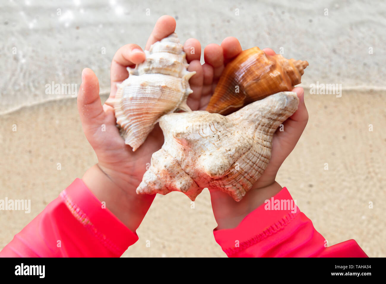 Hand holding seashell hi-res stock photography and images - Alamy