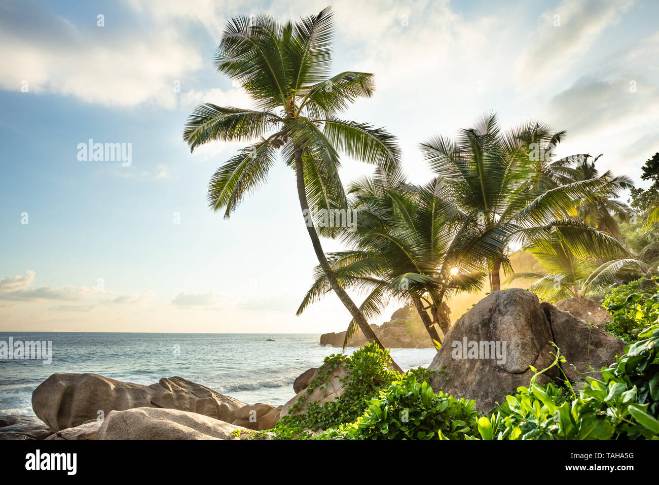 Sunlight Over Palm Trees On Anse Intendance Beach, Mahe Island ...
