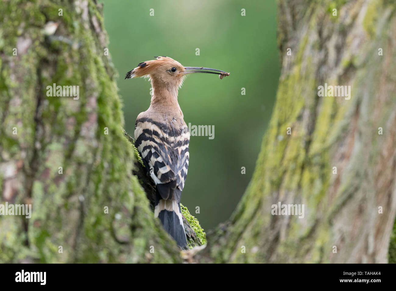 Wonderful portrait of Hoopoe bird (Upupa epops Stock Photo - Alamy