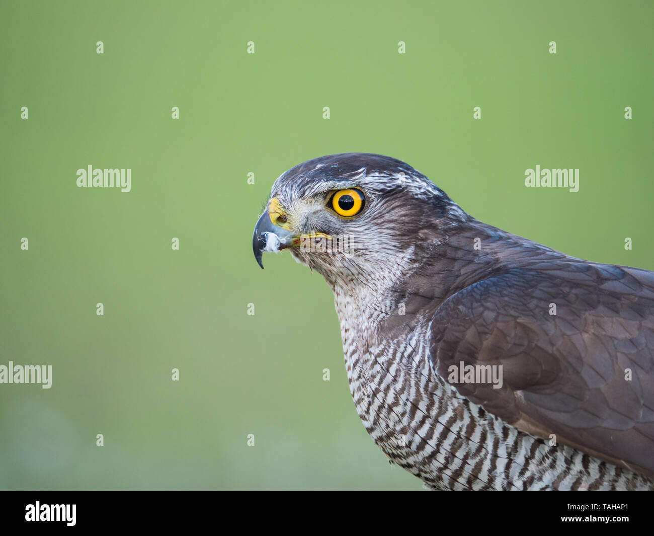 Close up of a Gyr Saker Peregrine Hybrid falcon against a green ...