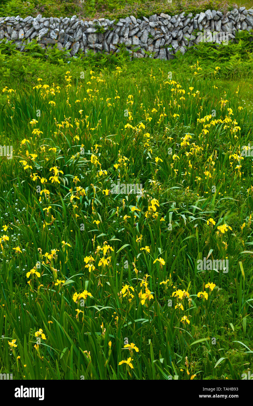 Inishmaan Island - Inis Oirr. Aran Islands, Galway County, West Ireland ...