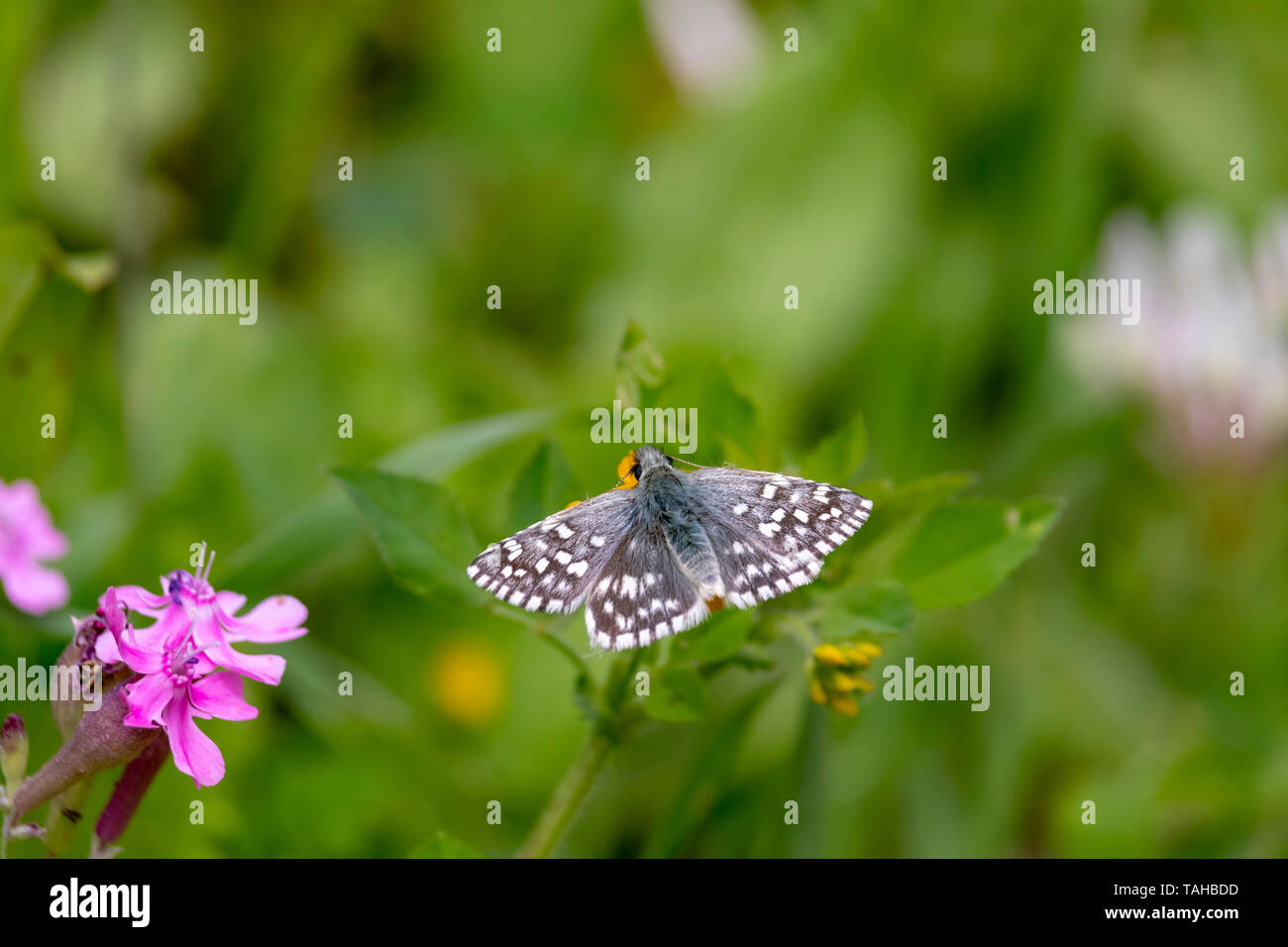 summer butterfly in northern Israel Stock Photo - Alamy