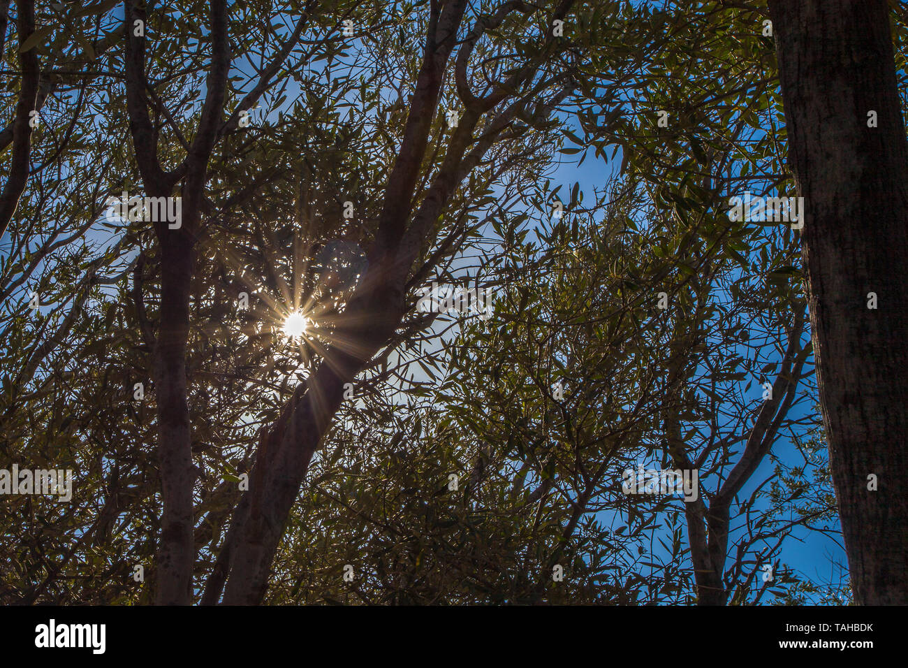 Sun filtering through the tree tops, Athens, Greece Stock Photo - Alamy