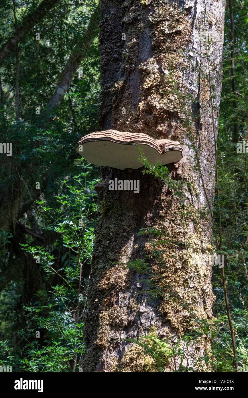 White bracket shelf fungus fungi hi-res stock photography and images ...