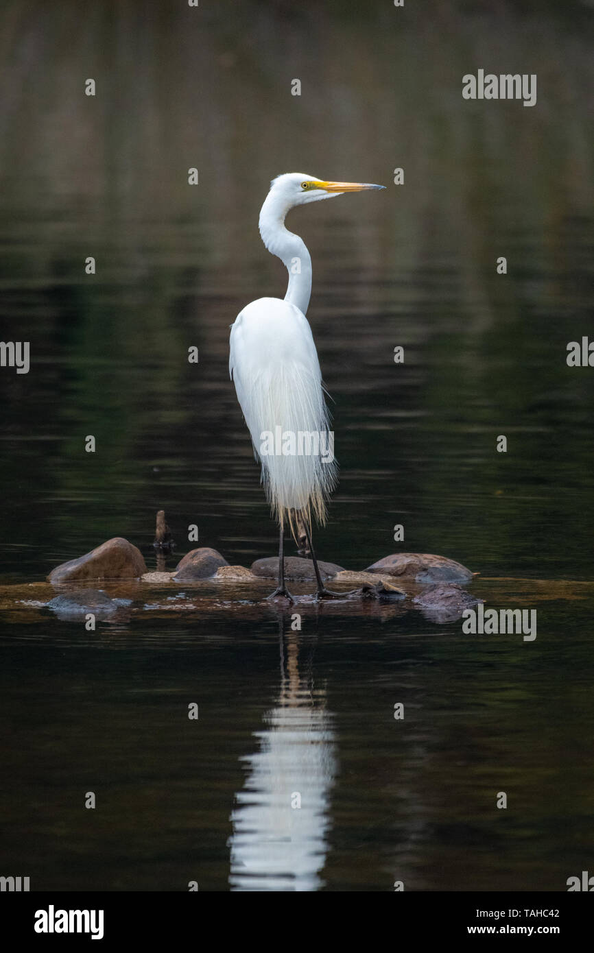 Large wading bird on rock hi-res stock photography and images - Alamy