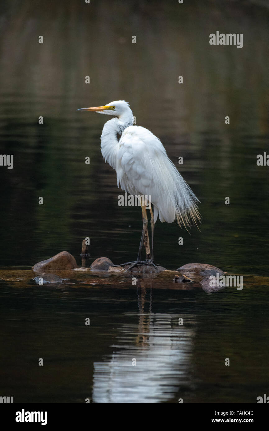 Yellow eastern great egret hi-res stock photography and images - Alamy