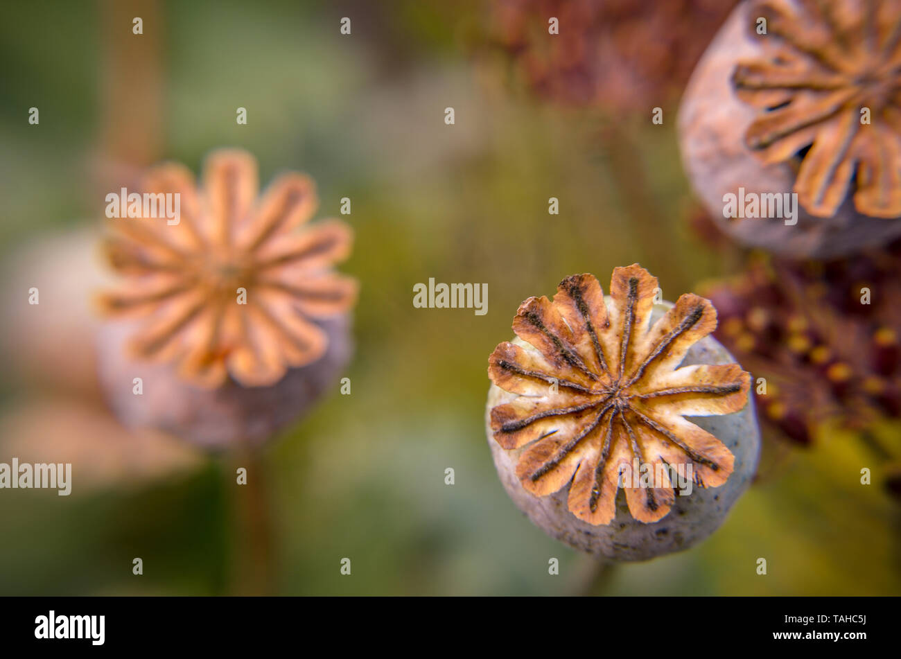 Poppy seed buds seen from above background from a field Stock Photo - Alamy