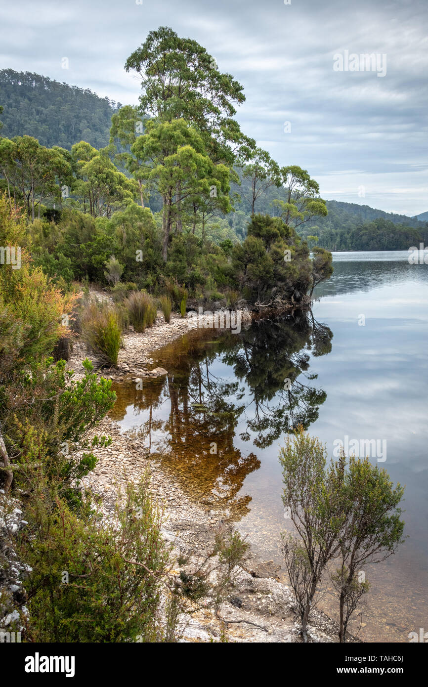 Tree Reflections in Lake Roseberry, Tasmania Stock Photo - Alamy