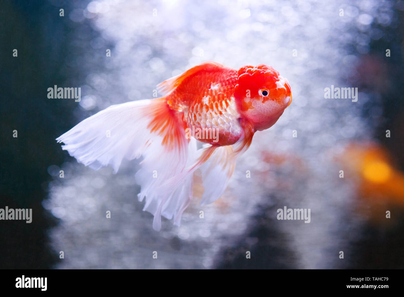 Oranda goldfish hi-res stock photography and images - Alamy
