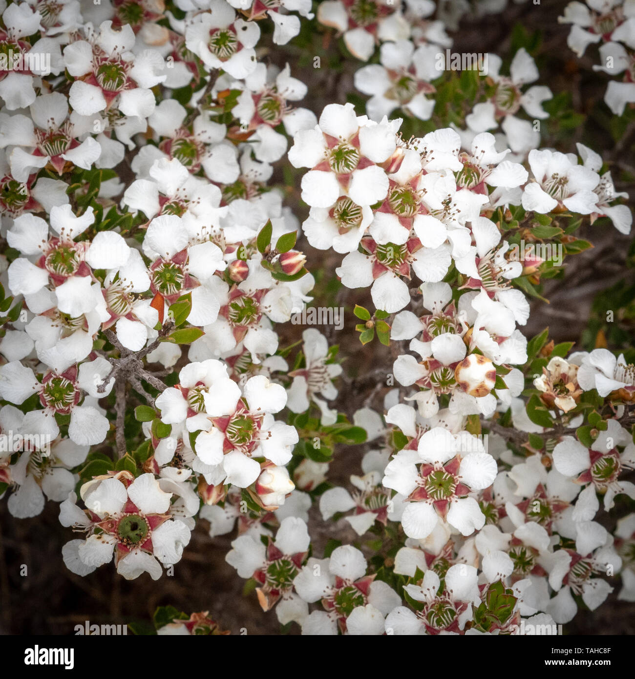 Tea Tree, Leptospermum, Tasmania Stock Photo - Alamy
