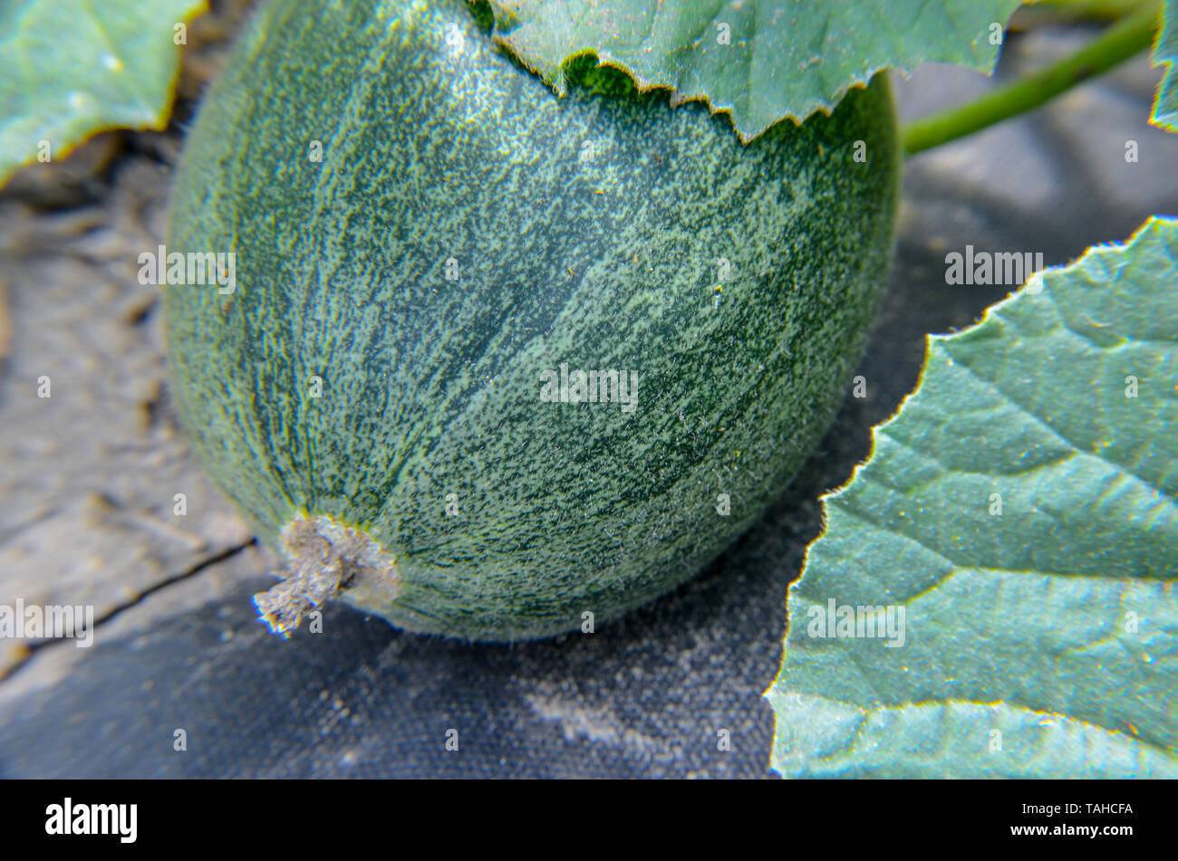 Raw melon hi-res stock photography and images - Alamy