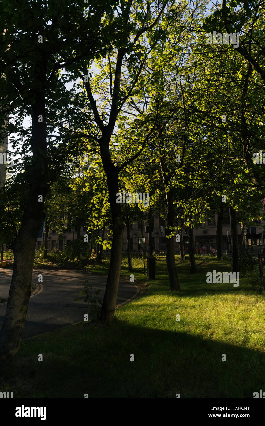 Urban trees in spring sunlight in the Anderston district of Glasgow ...
