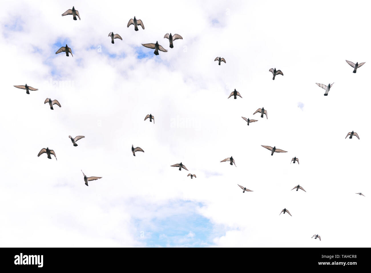 Birds in the sky. Flying flock of pigeons on the background of clouds ...