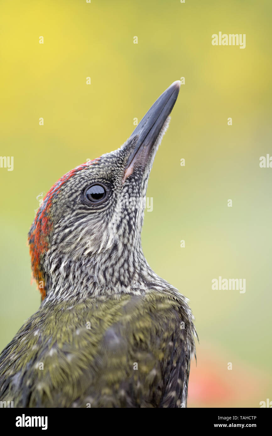 Portrait of European green woodpecker (Picus virdis Stock Photo - Alamy