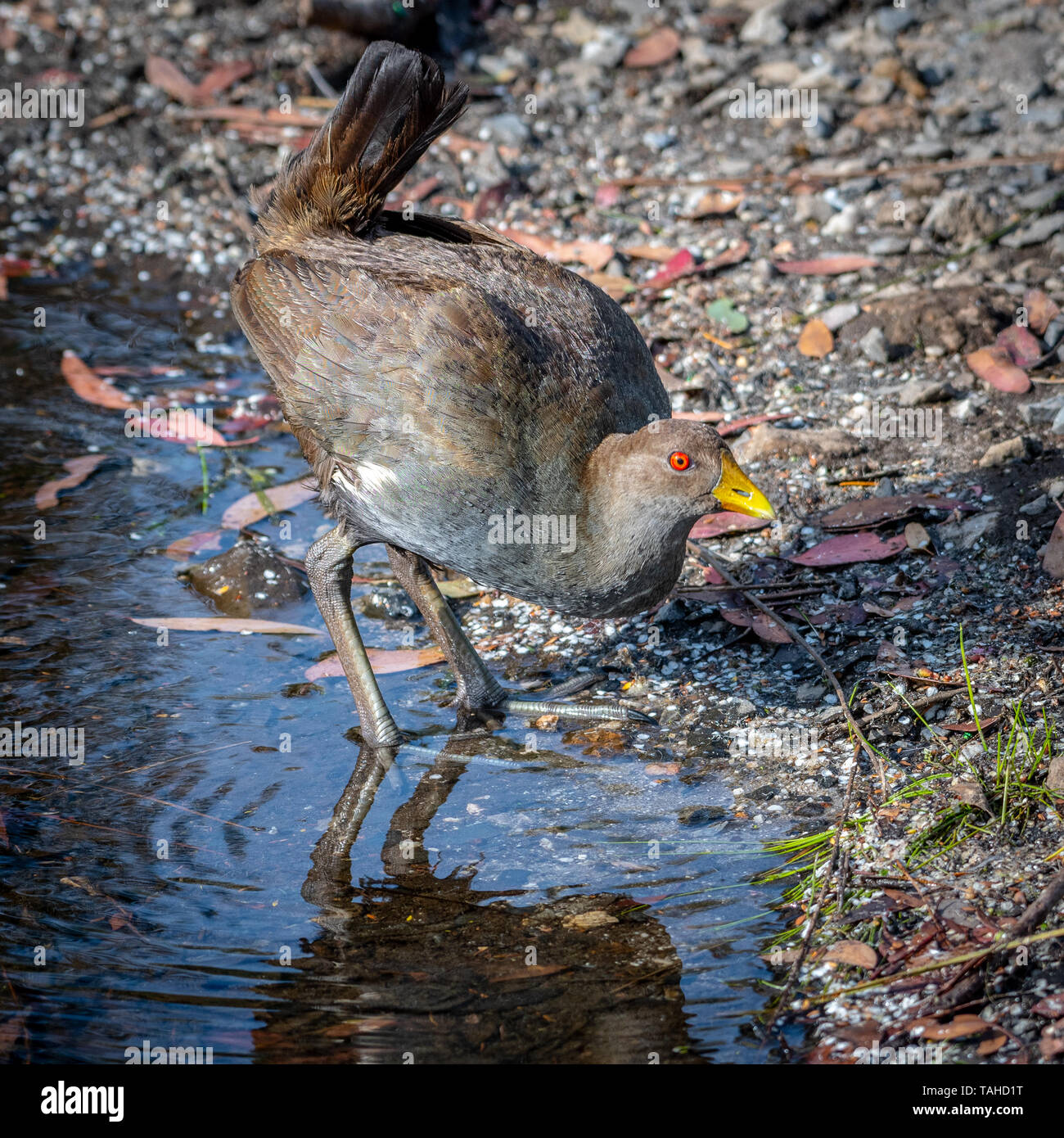 Native chicken hi-res stock photography and images - Alamy
