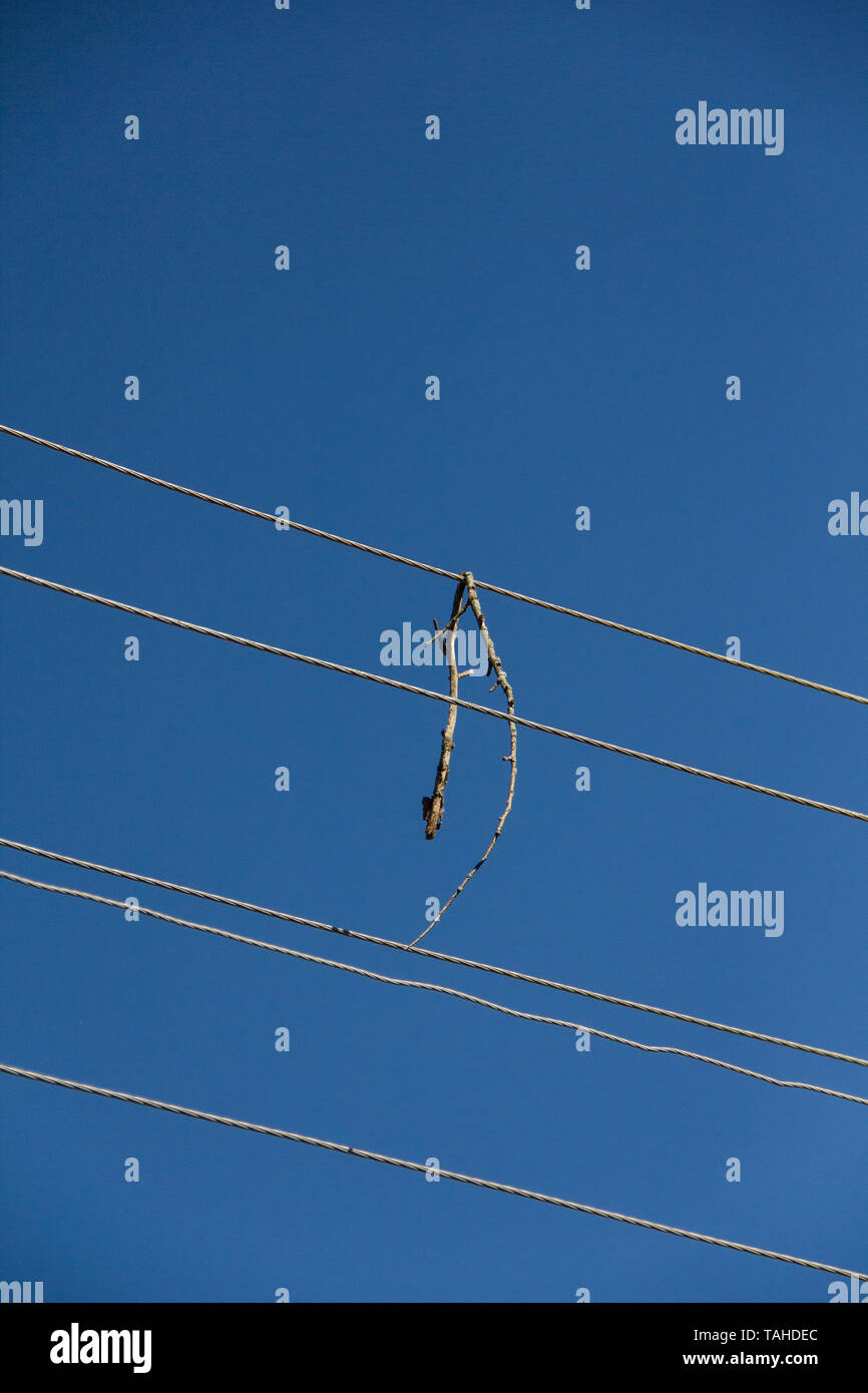 Branch on power line Stock Photo - Alamy