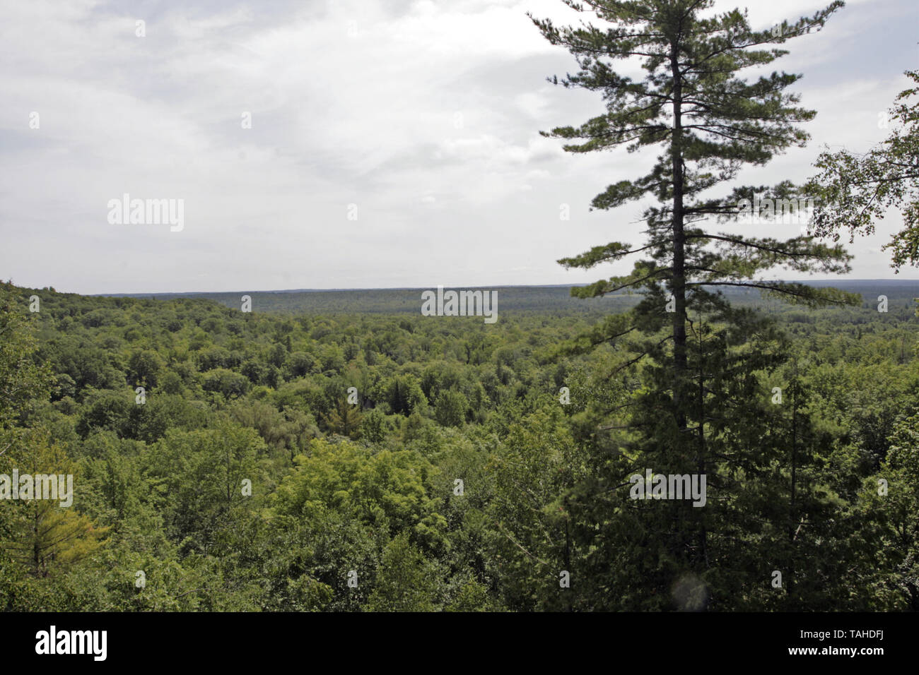 Michigan Upper Peninsula Forest Stock Photo - Alamy