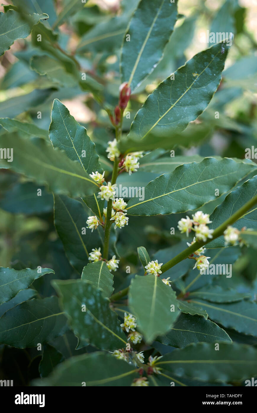 Laurus nobilis in flower hi-res stock photography and images - Alamy