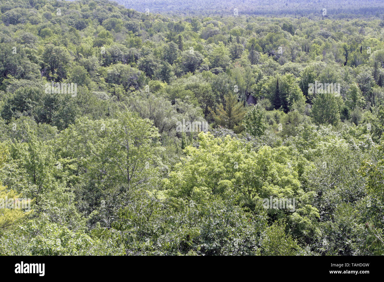 Michigan Upper Peninsula Forest Stock Photo - Alamy