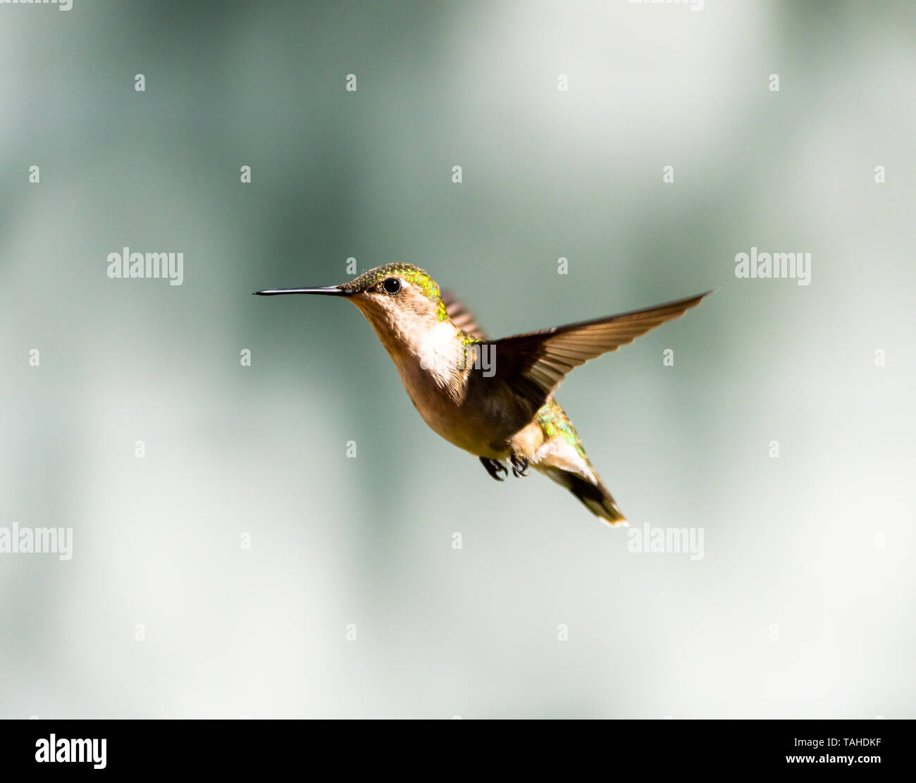 Female Ruby-Throated Hummingbird flying on a grey background Stock ...