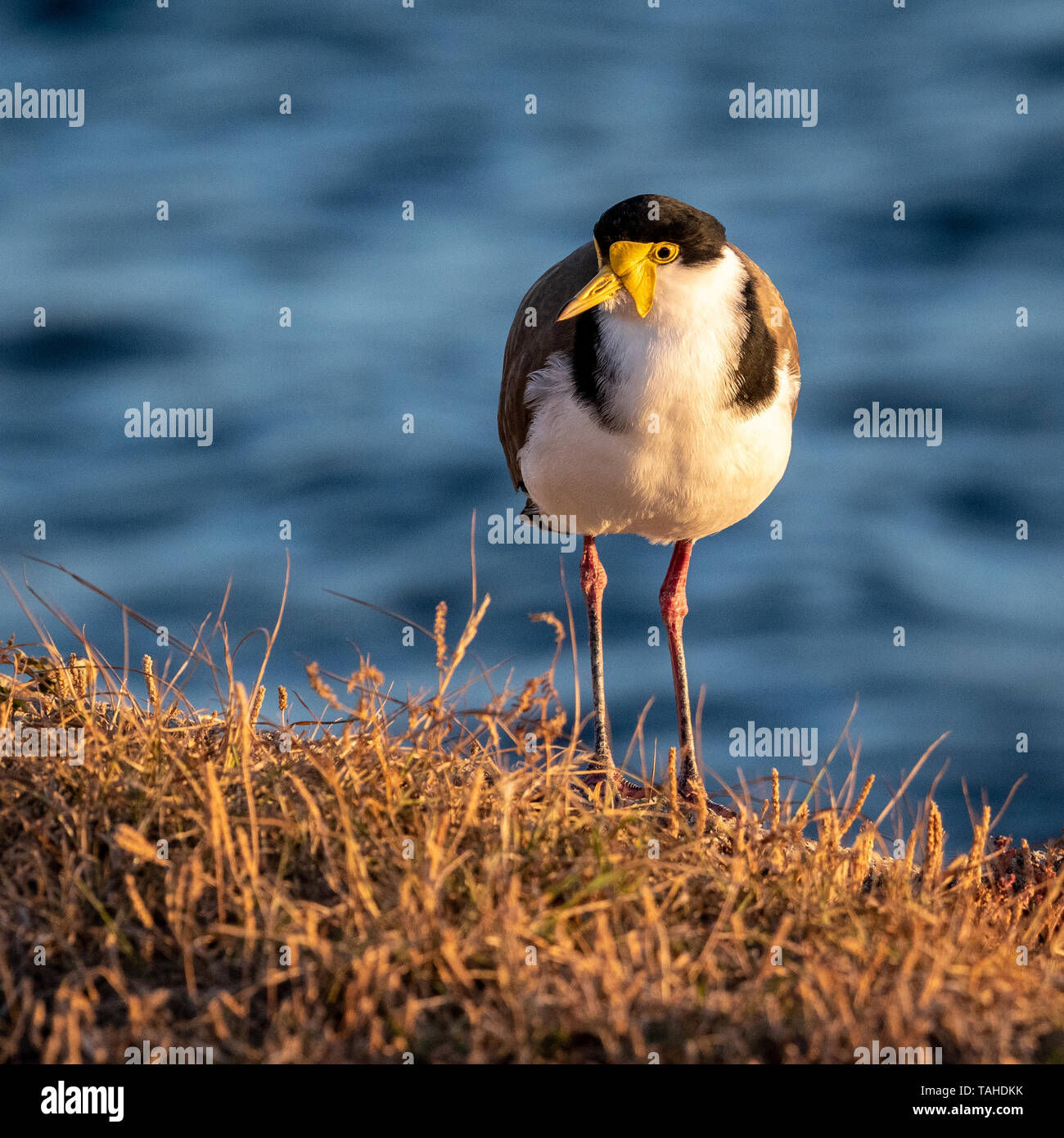 Red mask bird hi-res stock photography and images - Alamy